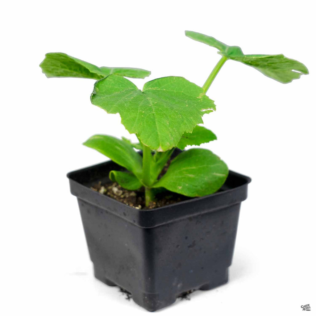 Squash 'Banana' — Green Acres Nursery & Supply