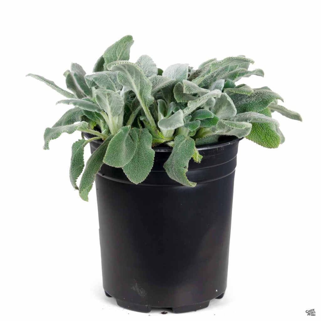 Silver Carpet Lamb's Ear — Green Acres Nursery & Supply