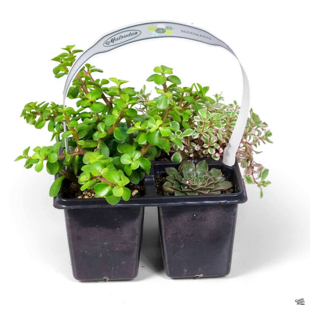 Assorted Succulent Pack — Green Acres Nursery & Supply