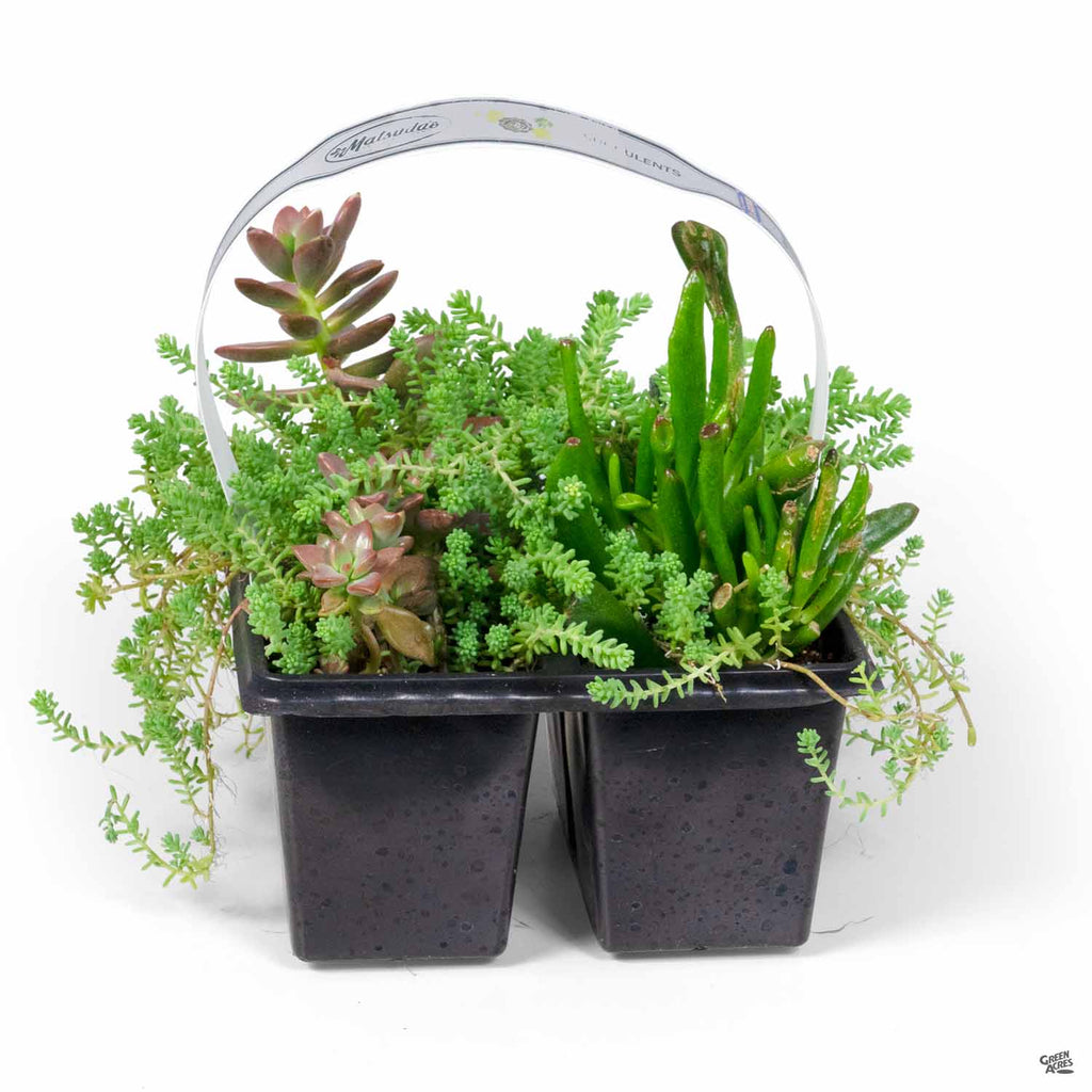 Assorted Succulent Pack — Green Acres Nursery & Supply