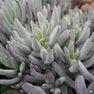 Cotyledon 'White Sprite' — Green Acres Nursery & Supply