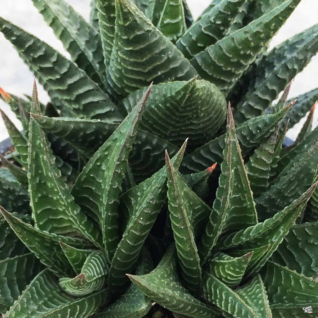 How To Take Care Of Haworthia Limifolia
