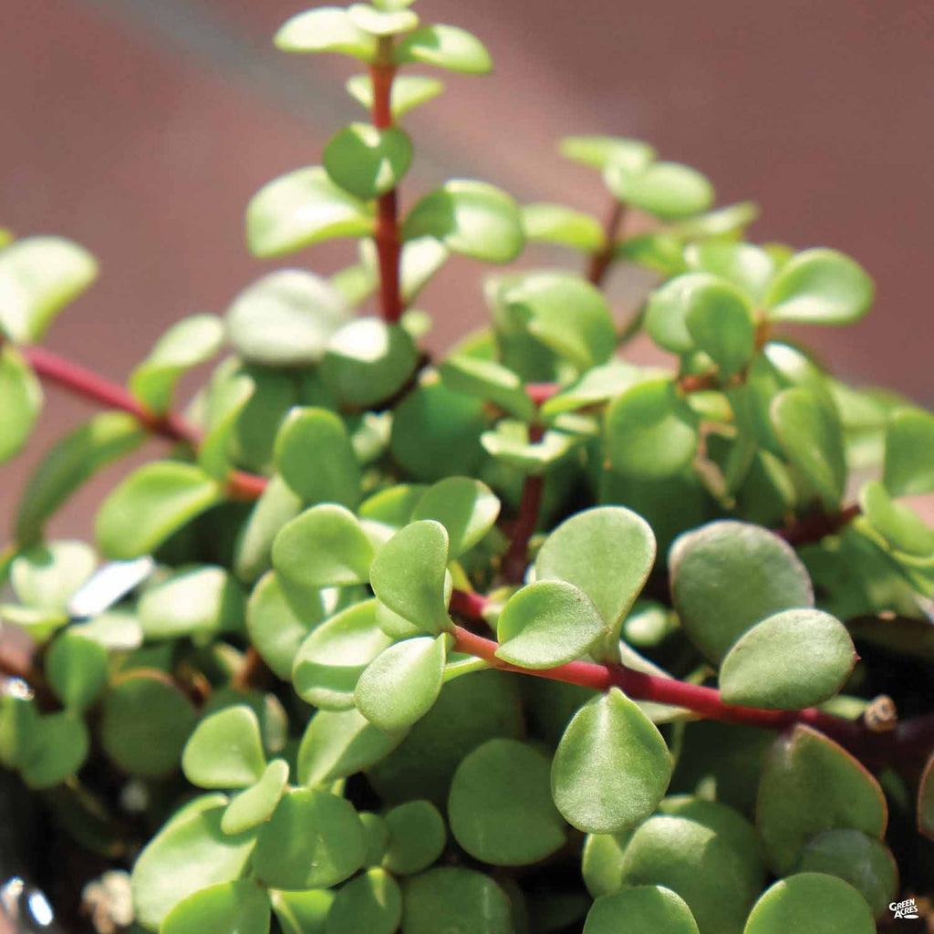 Elephant Bush — Green Acres Nursery & Supply