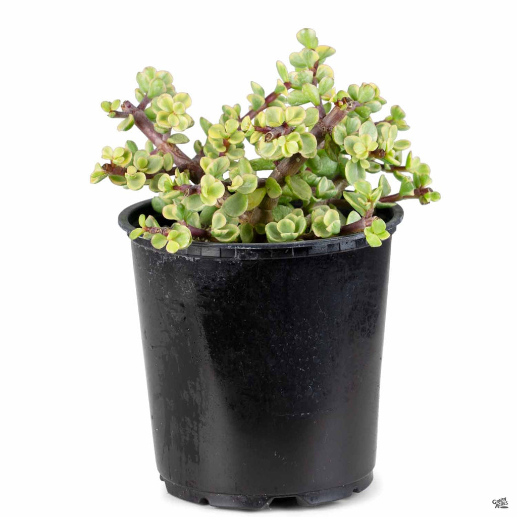 Variegated Elephant Bush — Green Acres Nursery & Supply