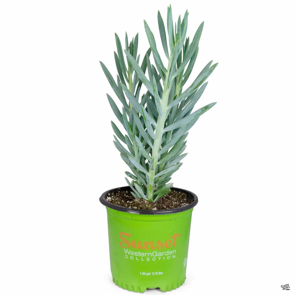Skyscraper™ Senecio — Green Acres Nursery & Supply