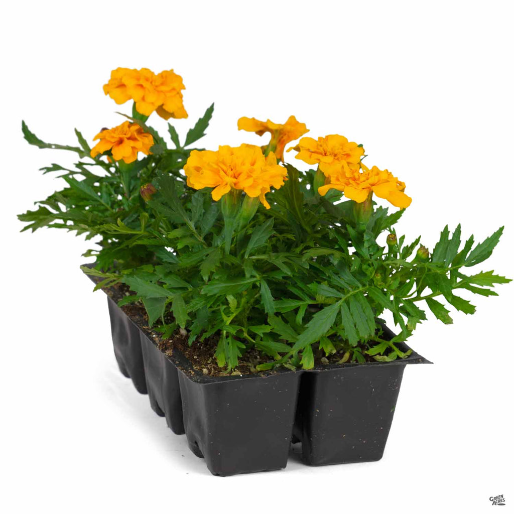 Marigold Plant In Pot