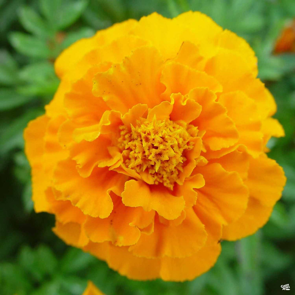 African Marigold — Green Acres Nursery & Supply