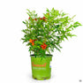 Bells of Fire™ Tecoma — Green Acres Nursery & Supply