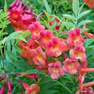 Bells of Fire™ Tecoma — Green Acres Nursery & Supply