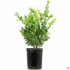 Texas Privet — Green Acres Nursery & Supply