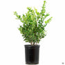 Texas Privet — Green Acres Nursery & Supply
