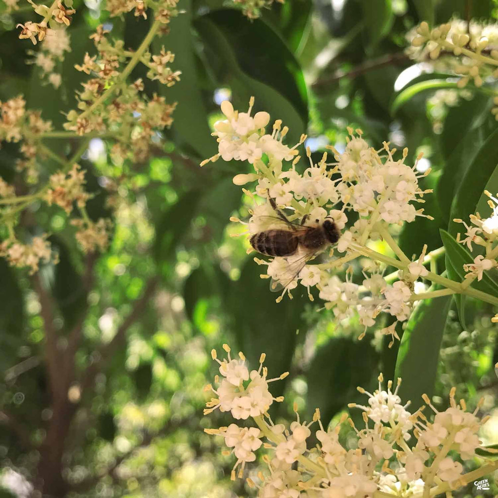 Texas Privet — Green Acres Nursery & Supply