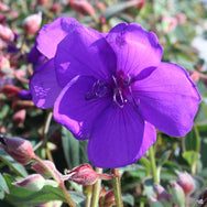 Princess Flower — Green Acres Nursery & Supply