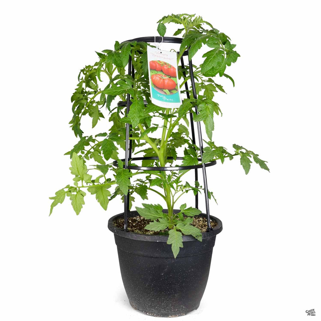 Tomato 2 gallon — Green Acres Nursery & Supply
