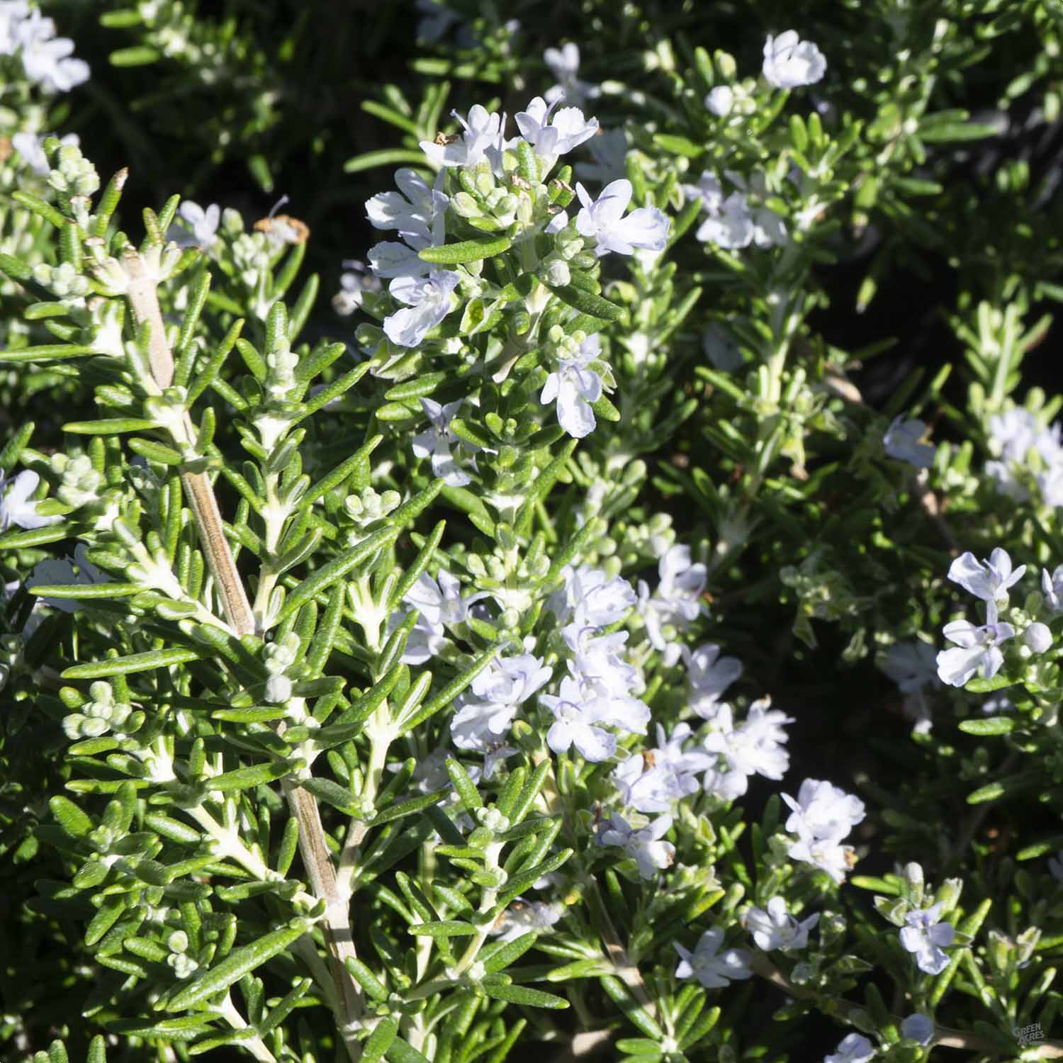 Trailing Rosemary Plant Prostrate Rosemary