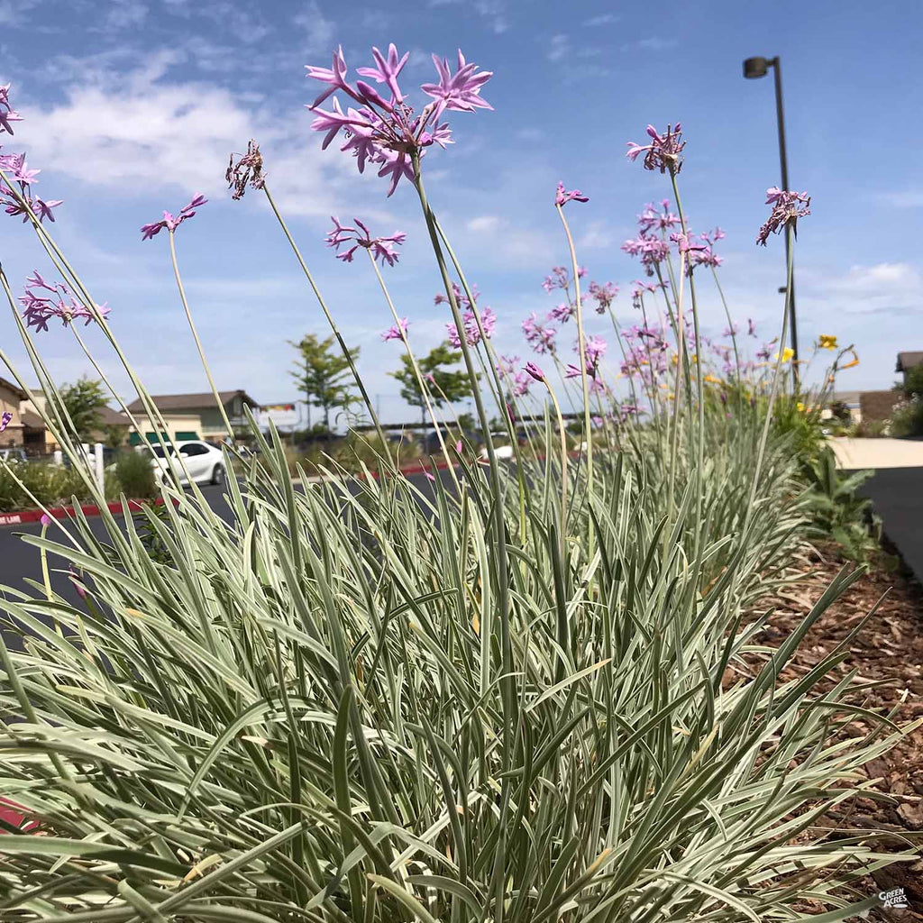 Variegated Society Garlic — Green Acres Nursery & Supply
