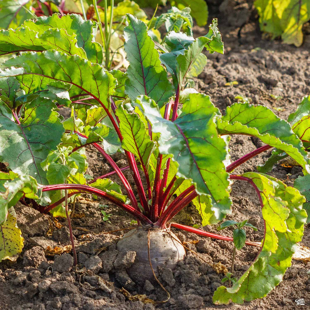 Beets — Green Acres Nursery & Supply