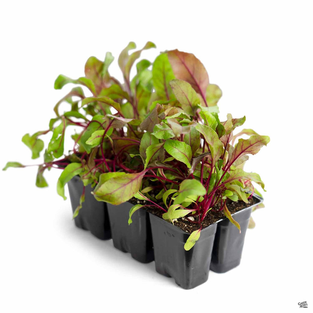 Beets — Green Acres Nursery & Supply