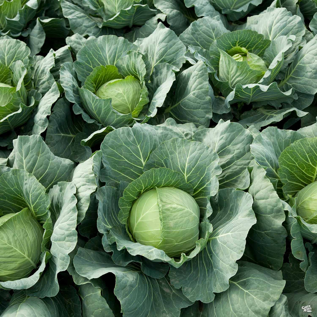 Cabbage ‘Copenhagen’ — Green Acres Nursery & Supply