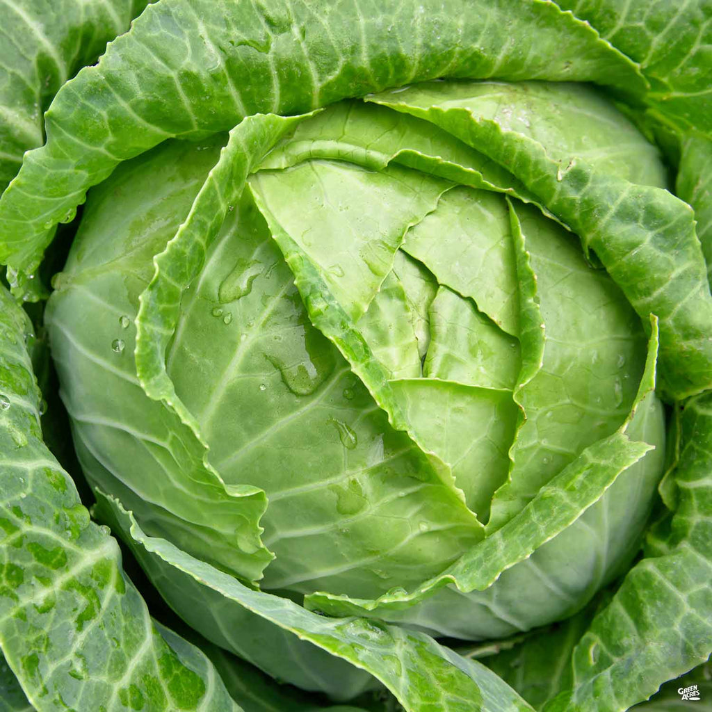 Cabbage ‘Flat Dutch’ — Green Acres Nursery & Supply