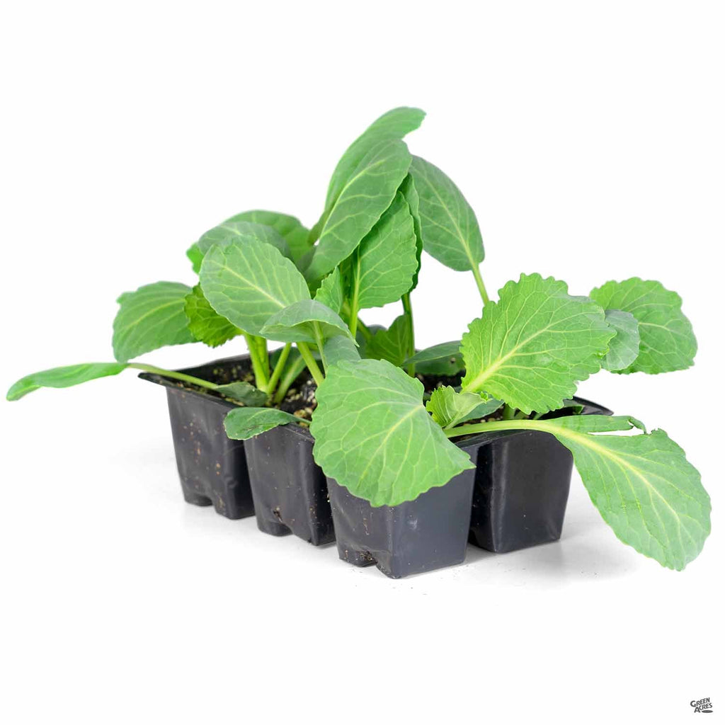 Cabbage ‘Flat Dutch’ — Green Acres Nursery & Supply