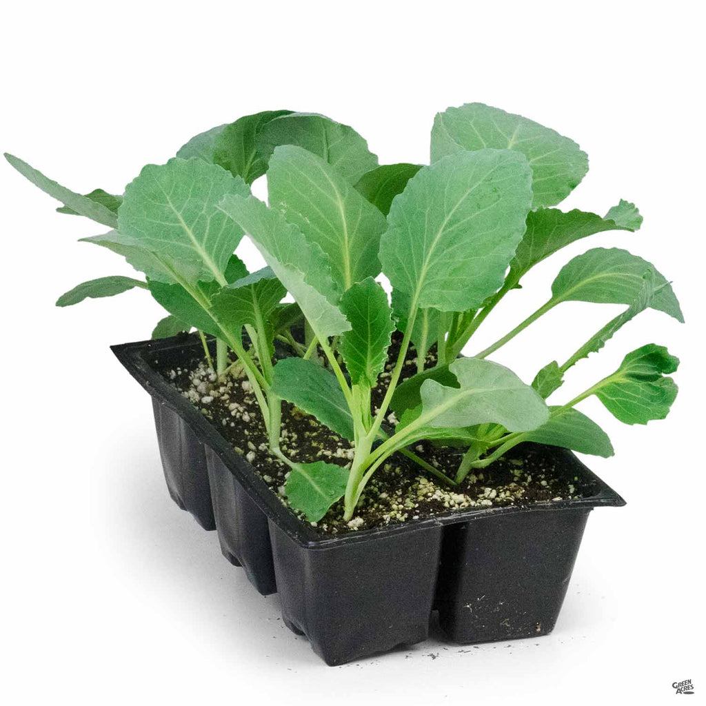 Cabbage ‘Green’ — Green Acres Nursery & Supply
