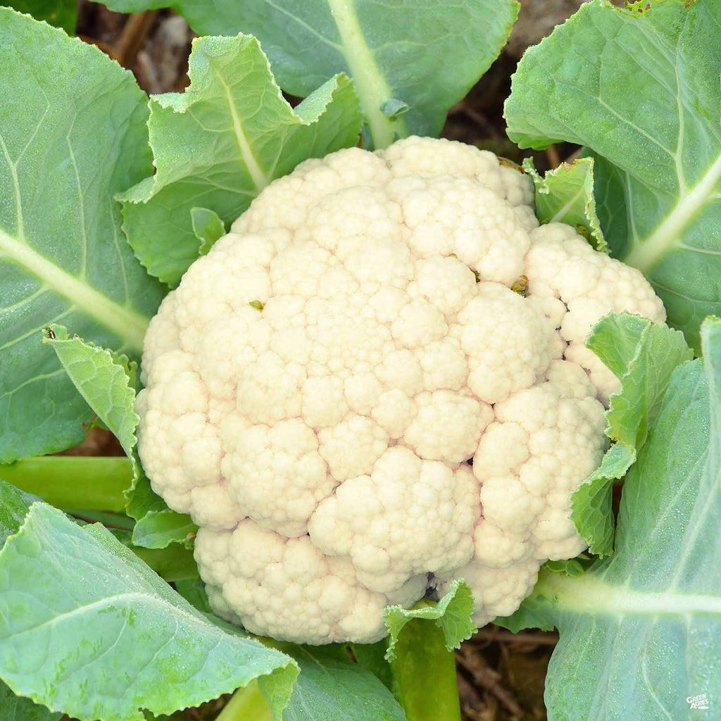 Cauliflower ‘Snowball’ — Green Acres Nursery & Supply