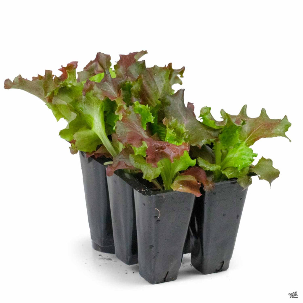 Lettuce 'Lollo Rosso' — Green Acres Nursery & Supply