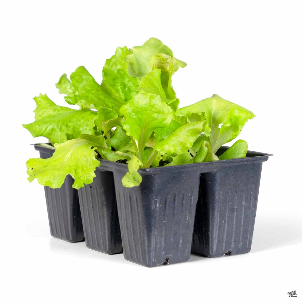 Lettuce 'Red Sails' — Green Acres Nursery & Supply