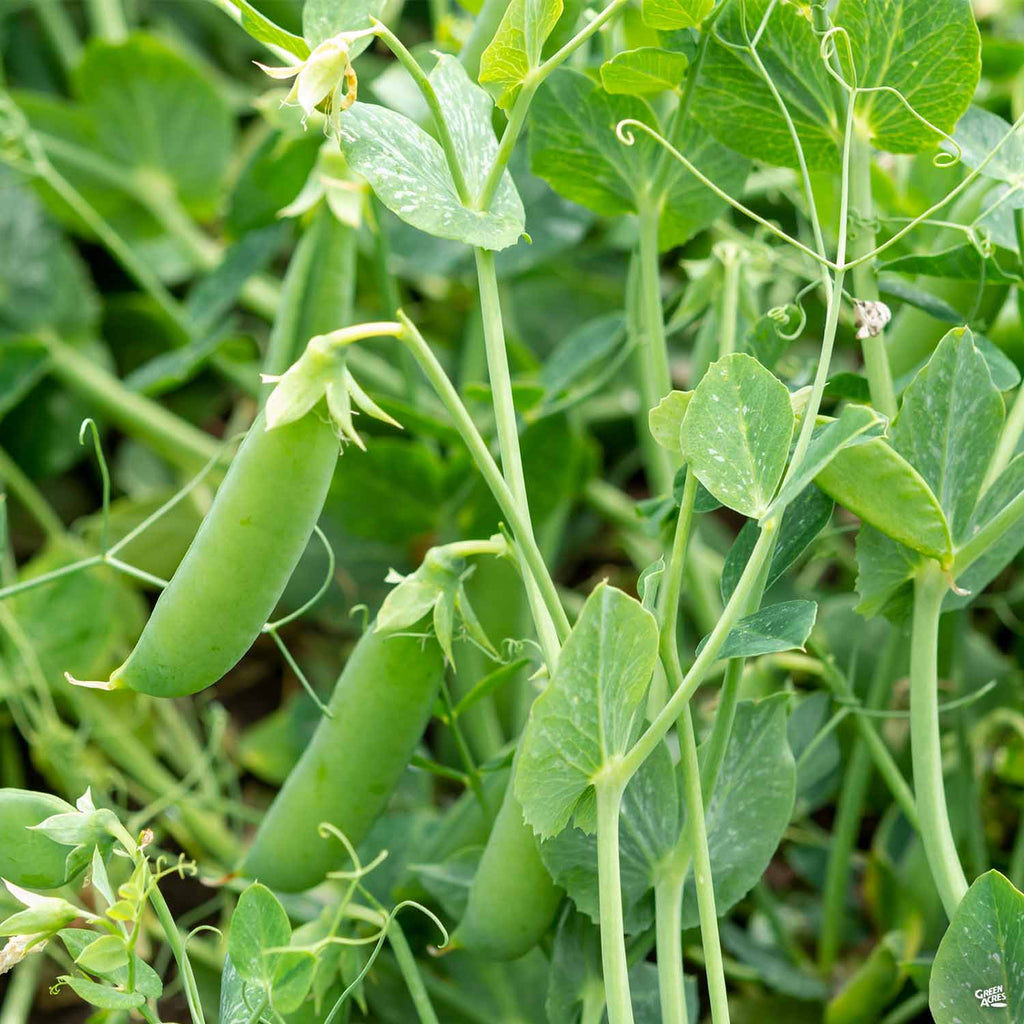 Snap Pea 'Sugar Snap' — Green Acres Nursery & Supply