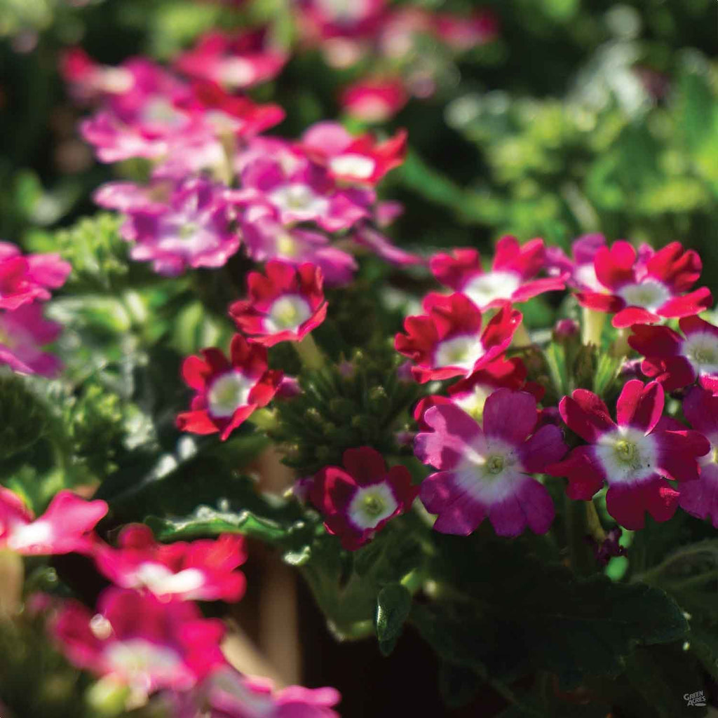 Aztec® Verbena — Green Acres Nursery & Supply