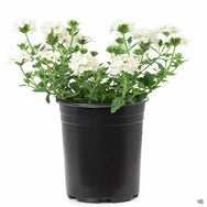 Aztec® Verbena — Green Acres Nursery & Supply