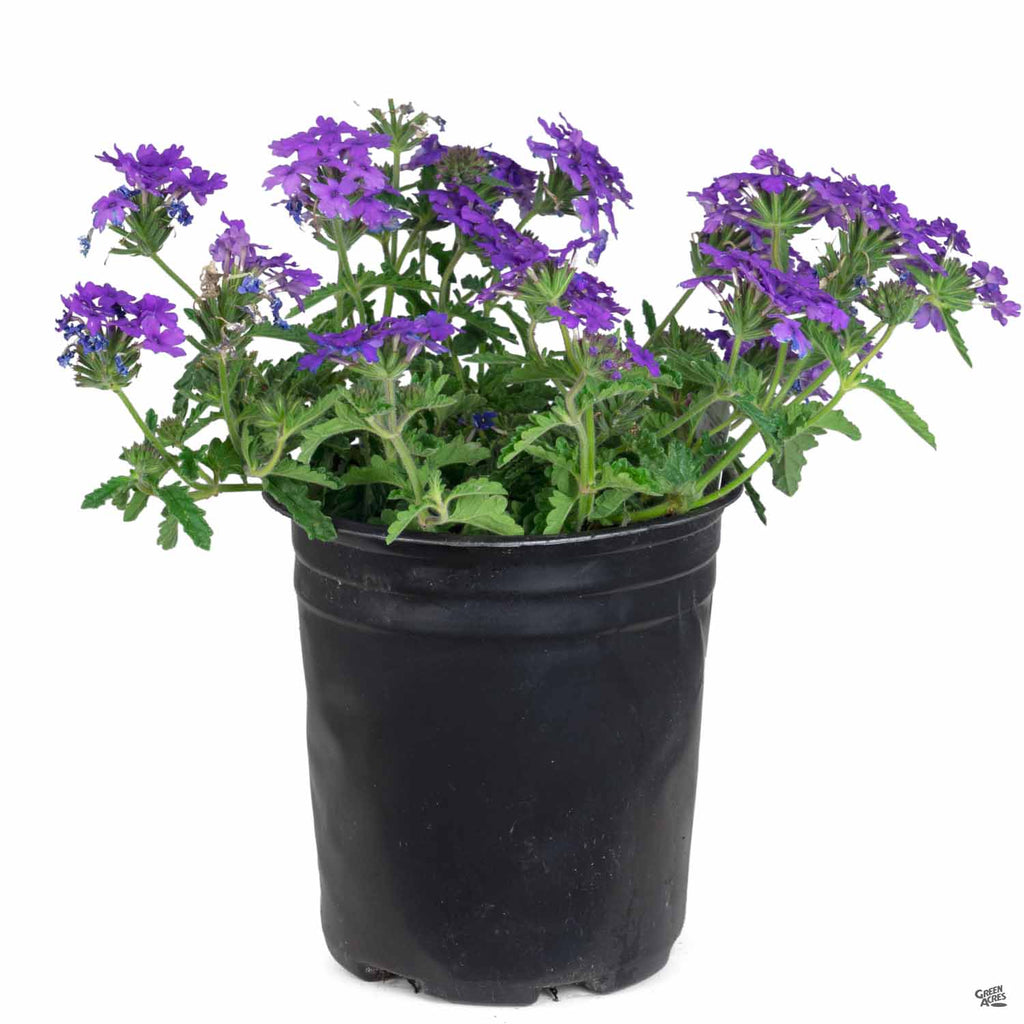 Enduro™ Verbena — Green Acres Nursery & Supply