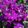 Firehouse™ Verbena — Green Acres Nursery & Supply