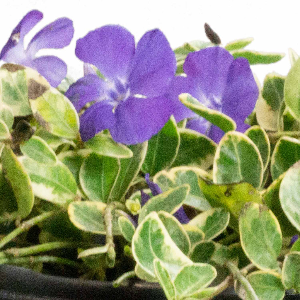 Periwinkle 'Sterling Silver' — Green Acres Nursery & Supply