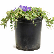 Periwinkle 'Sterling Silver' — Green Acres Nursery & Supply