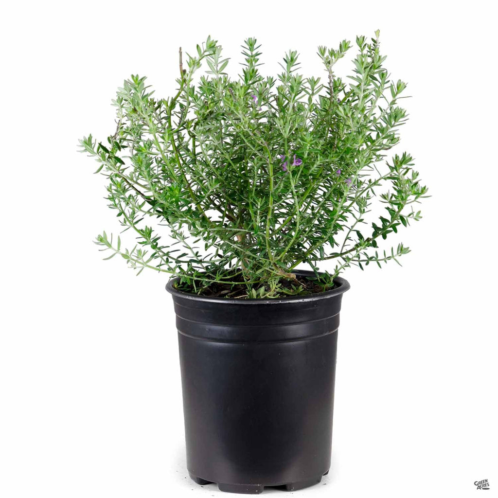 Coast Rosemary 'Blue Gem' — Green Acres Nursery & Supply