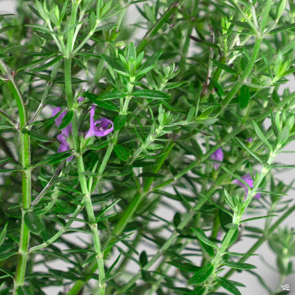 Coast Rosemary 'Blue Gem' — Green Acres Nursery & Supply