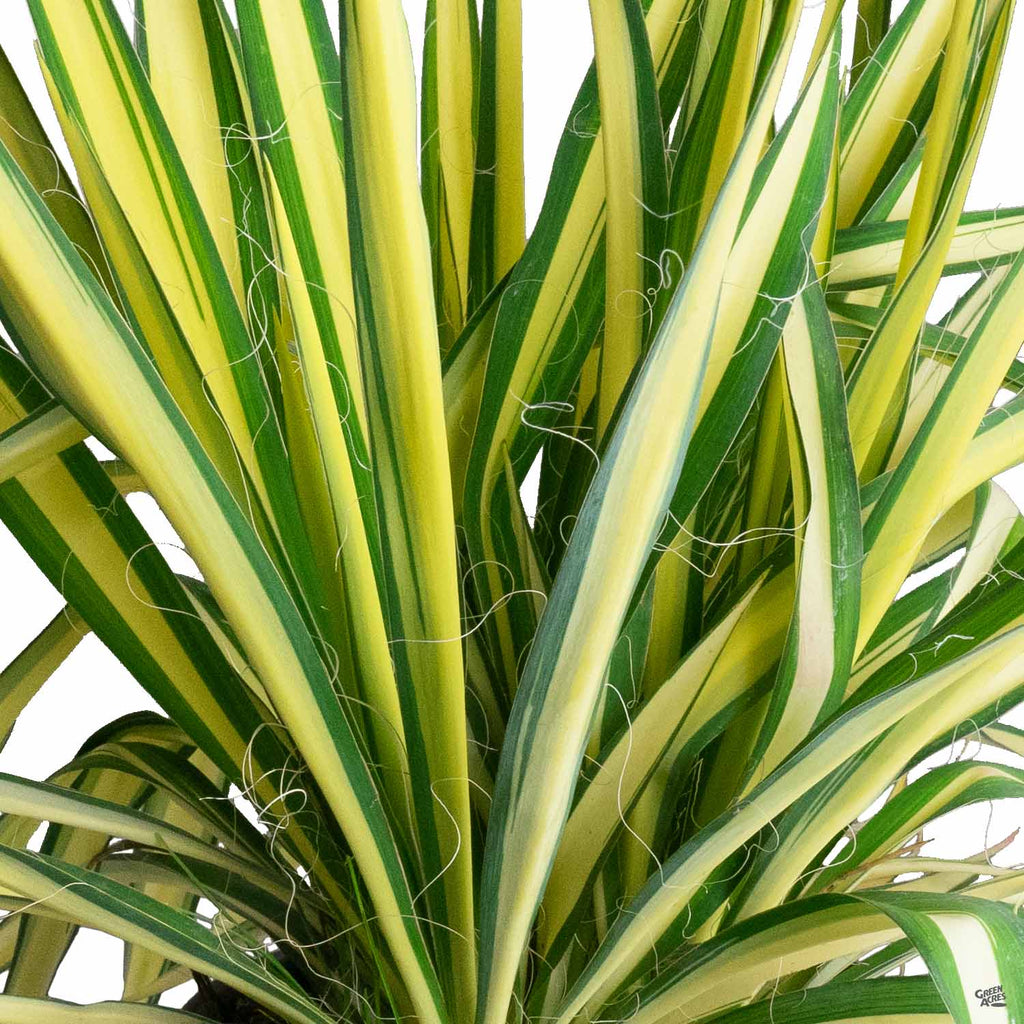 Yucca 'Color Guard' — Green Acres Nursery & Supply