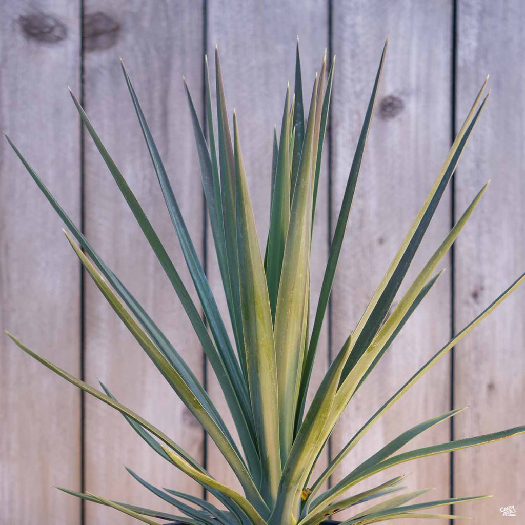 Yucca 'Blue Boy' — Green Acres Nursery & Supply