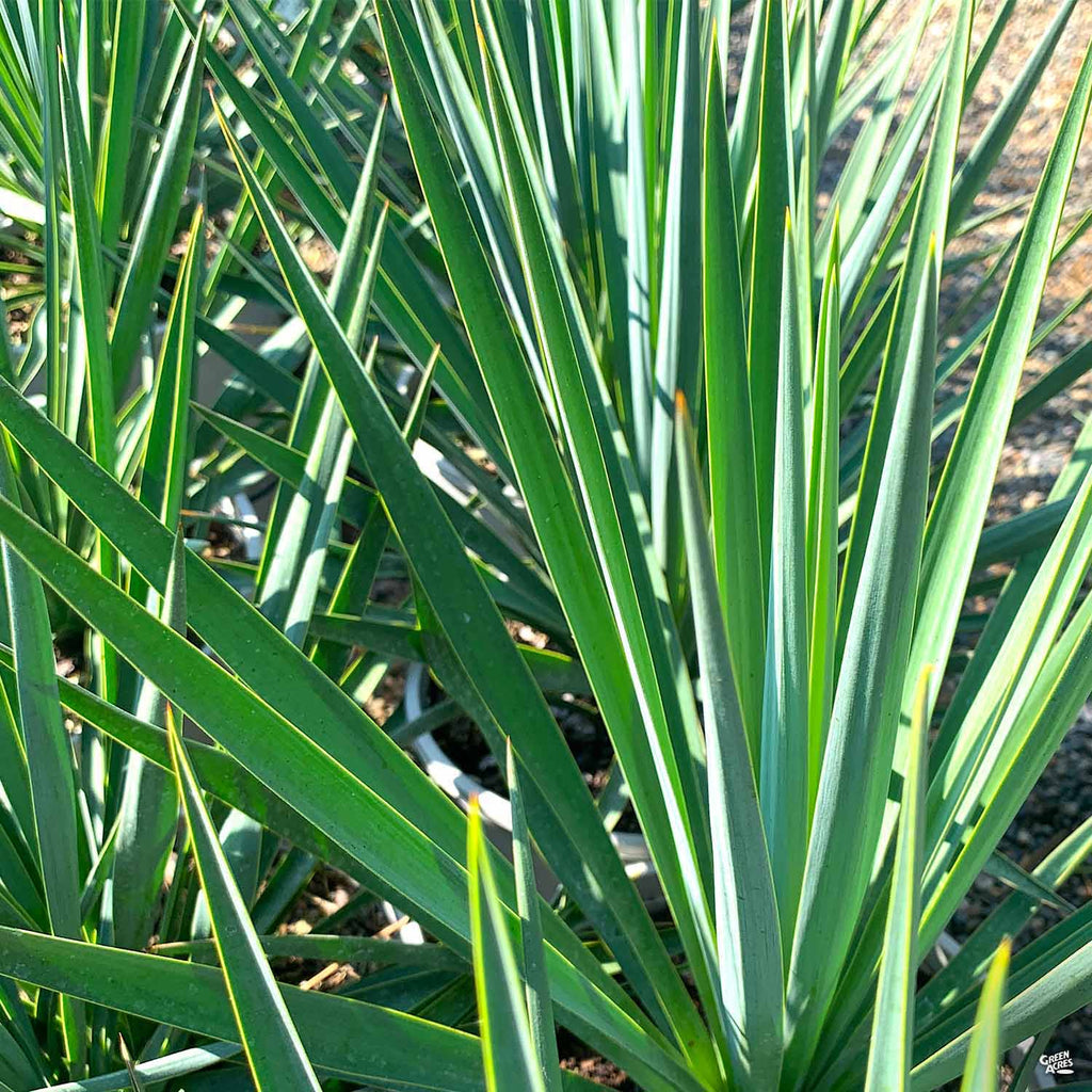 Yucca 'Blue Sentry' — Green Acres Nursery & Supply