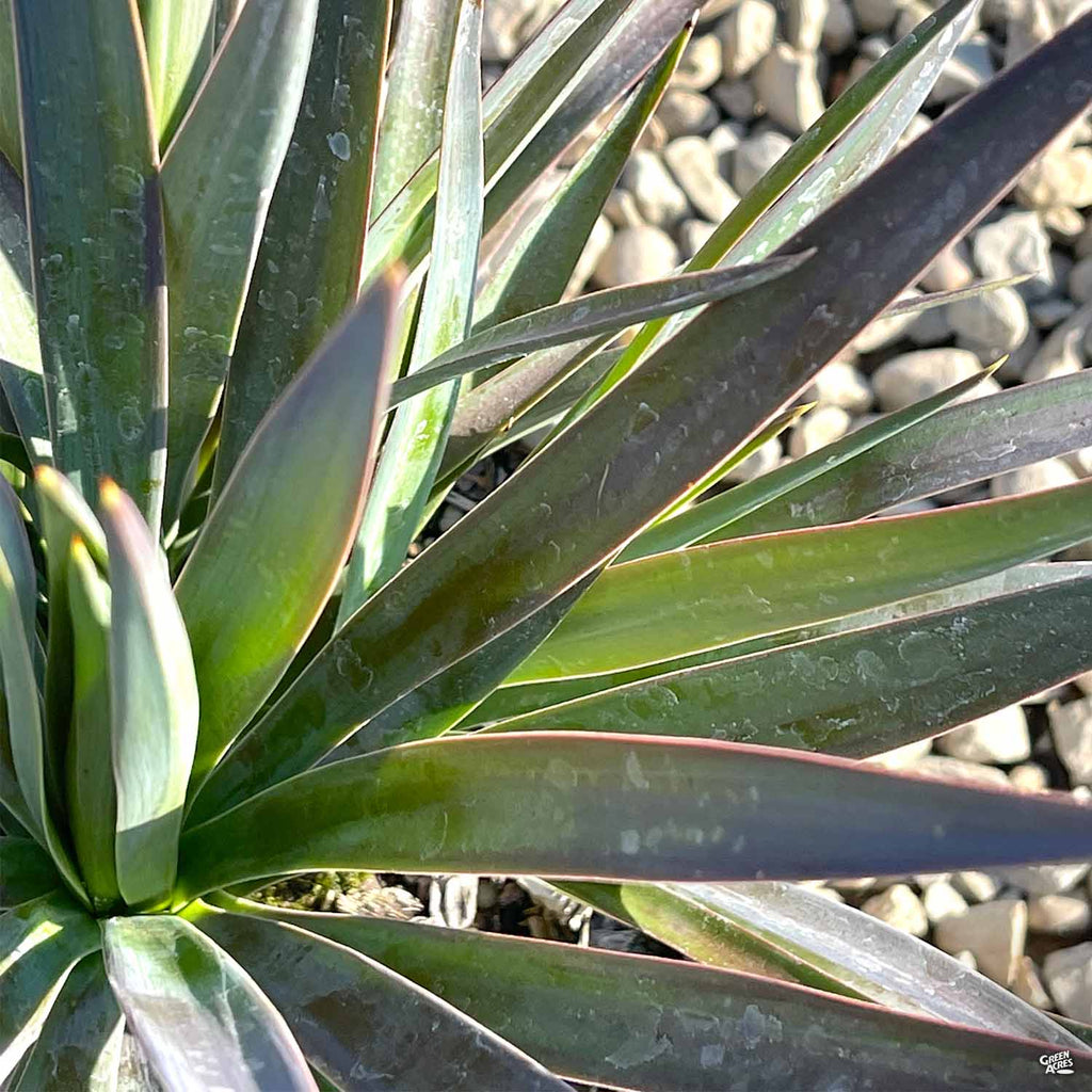 Yucca 'Magenta Magic' — Green Acres Nursery & Supply