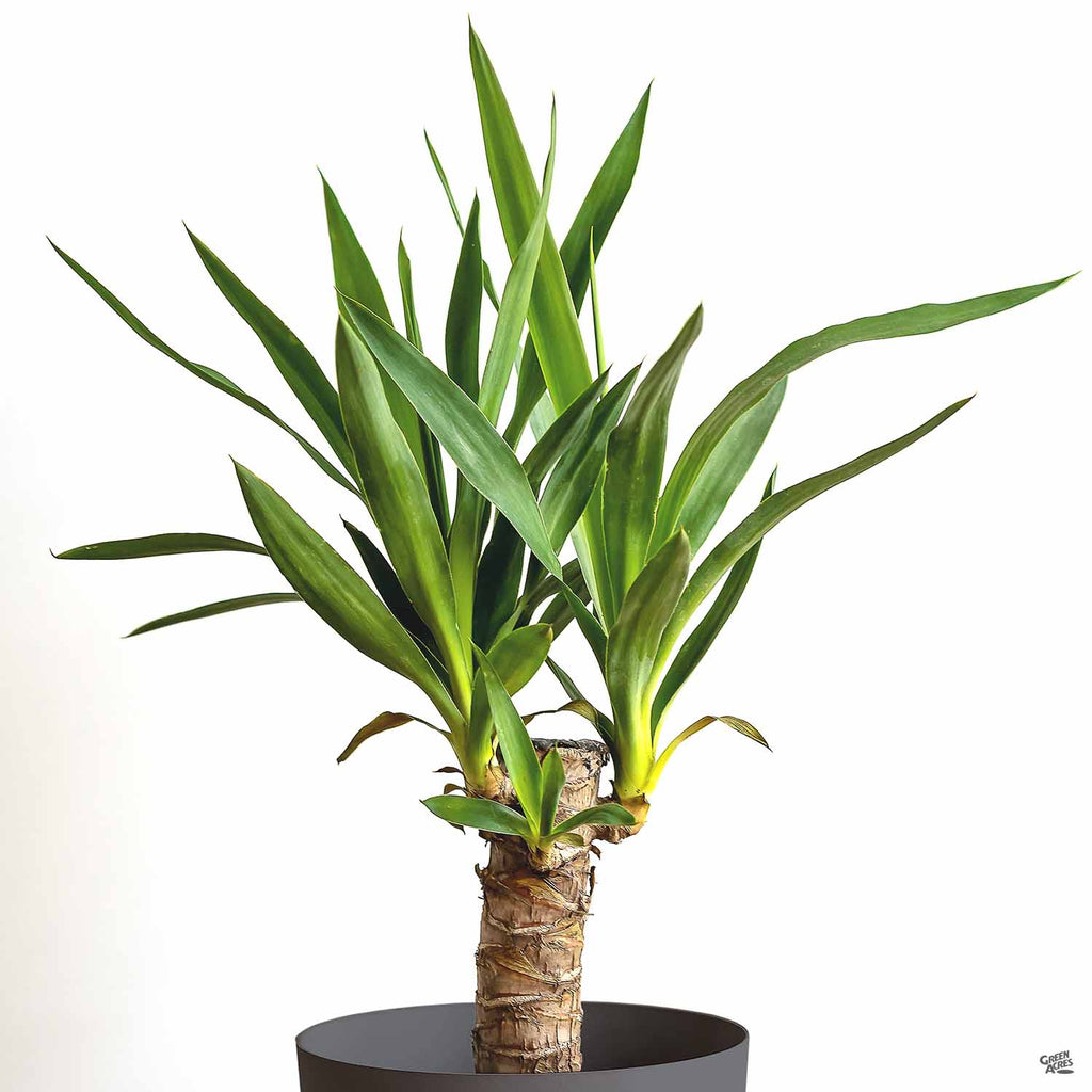 Yucca Cane Plant Yucca Gigantea Cutback 12" At Sprout Home